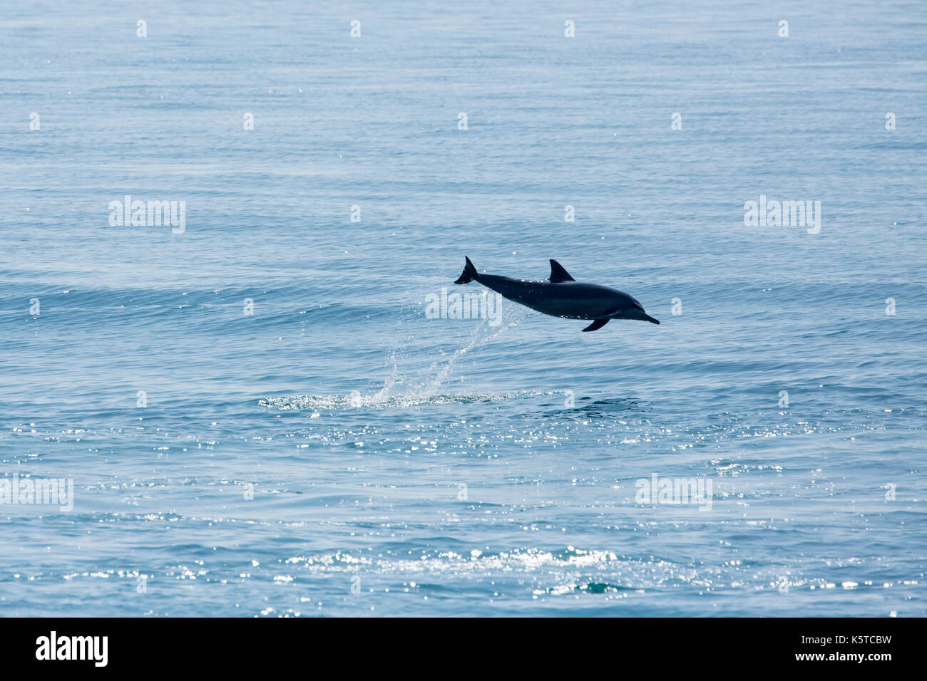 Gray's Spinner Dolphin or Hawaiian Spinner Dolphin (Stenella ...