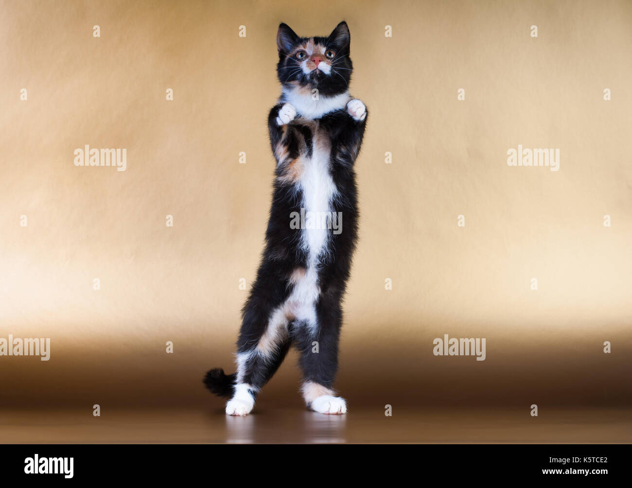 Cute little tree colors mixed breed kitten at studio playing with ...
