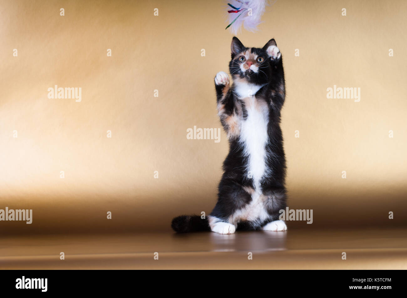 Cute little tree colors mixed breed kitten at studio playing with ...