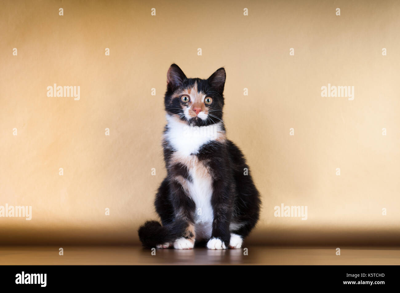 Cute little tree colors mixed breed kitten sitting portrait at studio ...
