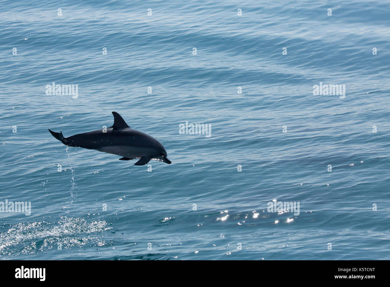 Gray's Spinner Dolphin or Hawaiian Spinner Dolphin (Stenella ...
