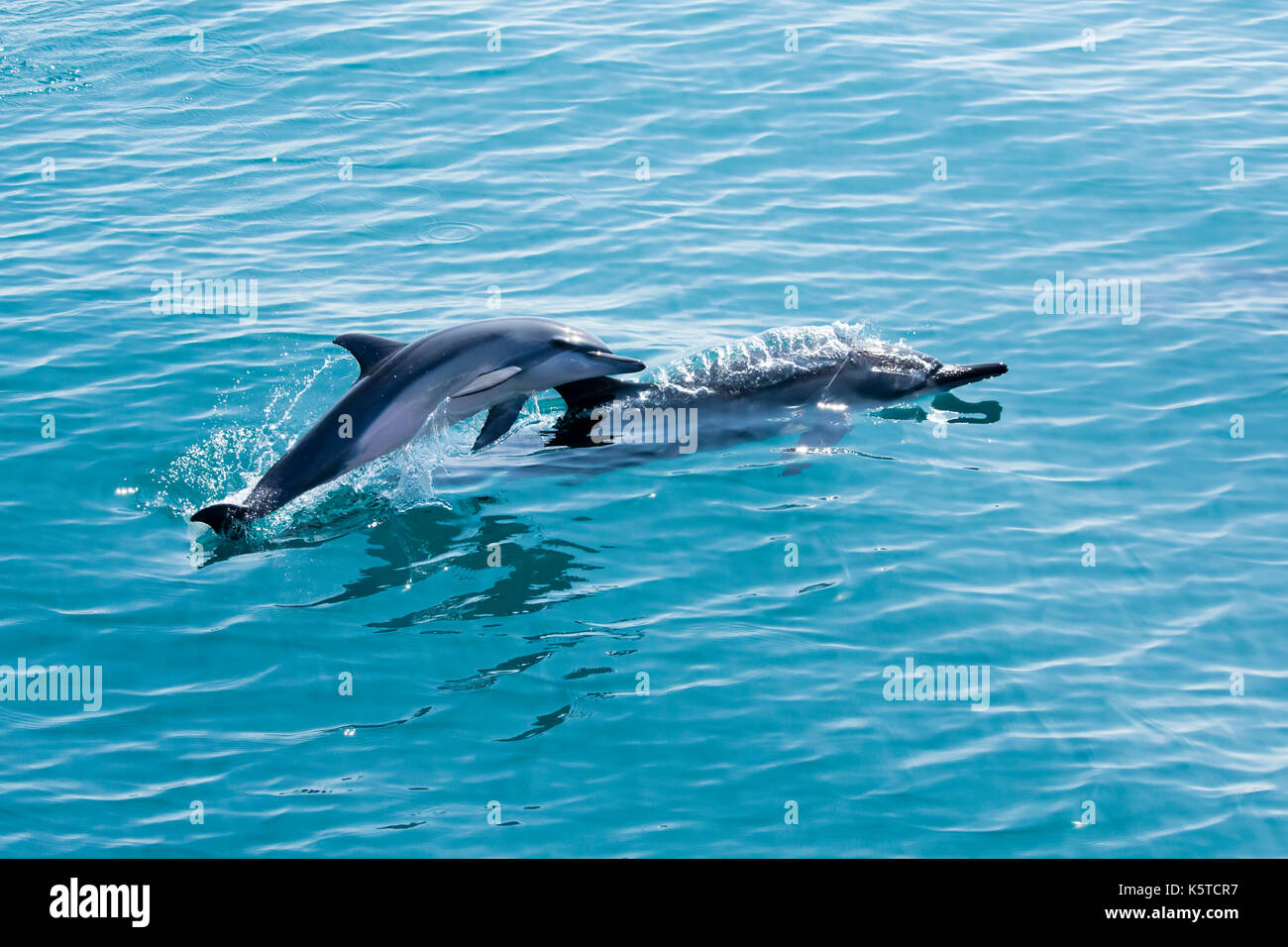 Gray's Spinner Dolphin or Hawaiian Spinner Dolphin (Stenella longirostris) baby jumping in the ...