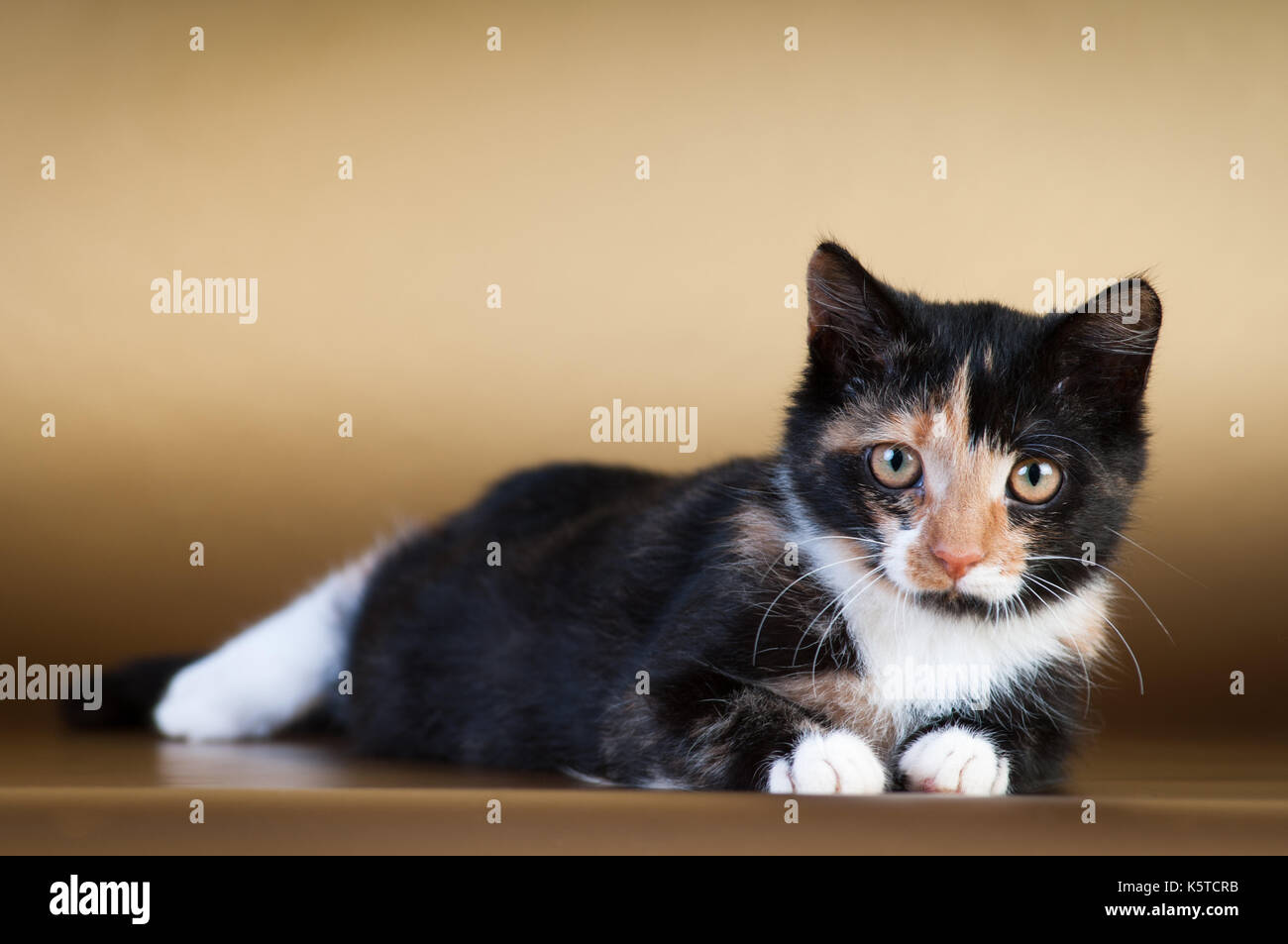 Cute little tree colors mixed breed kitten at studio lie and looking at ...