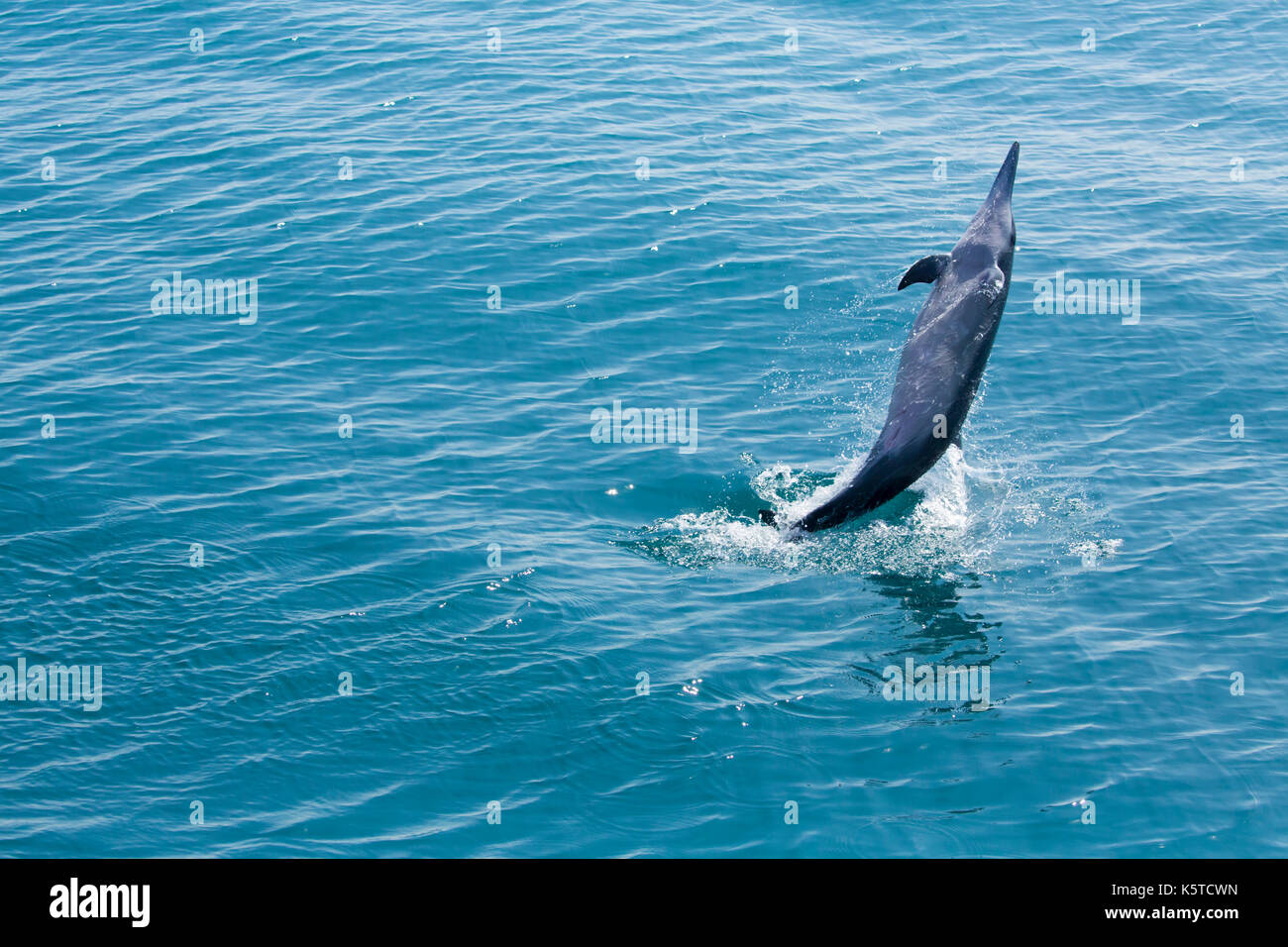 Gray's Spinner Dolphin or Hawaiian Spinner Dolphin (Stenella ...