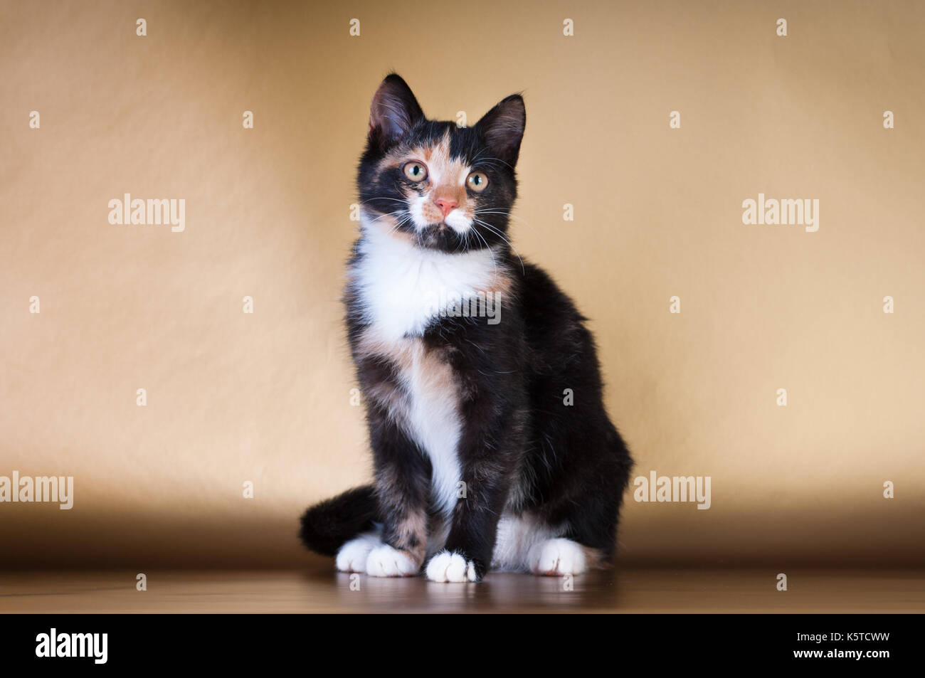 Mixed fur colors hi-res stock photography and images - Alamy