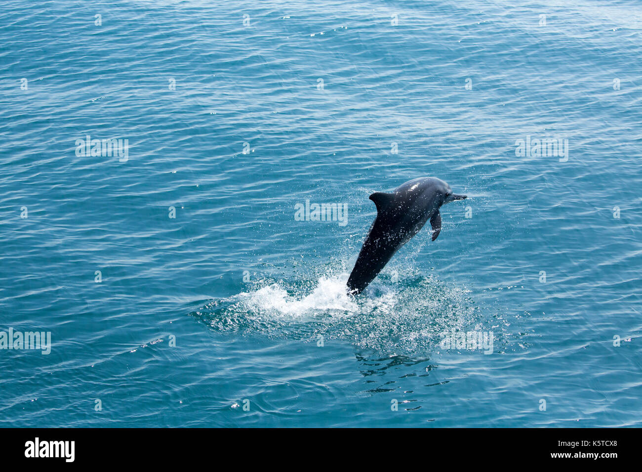 Gray's Spinner Dolphin or Hawaiian Spinner Dolphin (Stenella ...