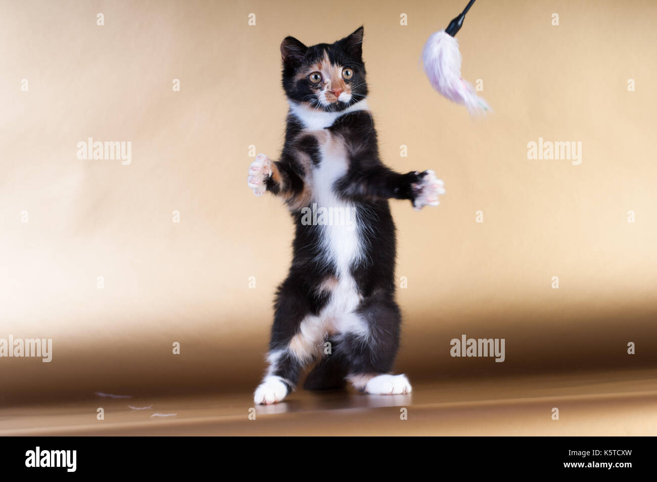 Cute little tree colors mixed breed kitten at studio playing with ...
