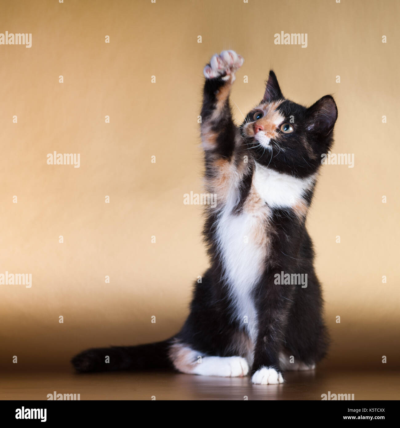 Cute little tree colors mixed breed kitten at studio playing with ...