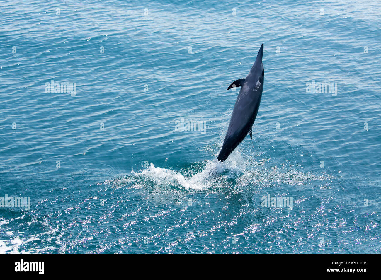 Gray's Spinner Dolphin or Hawaiian Spinner Dolphin (Stenella ...