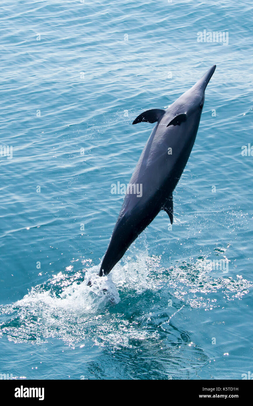 Gray's Spinner Dolphin or Hawaiian Spinner Dolphin (Stenella ...