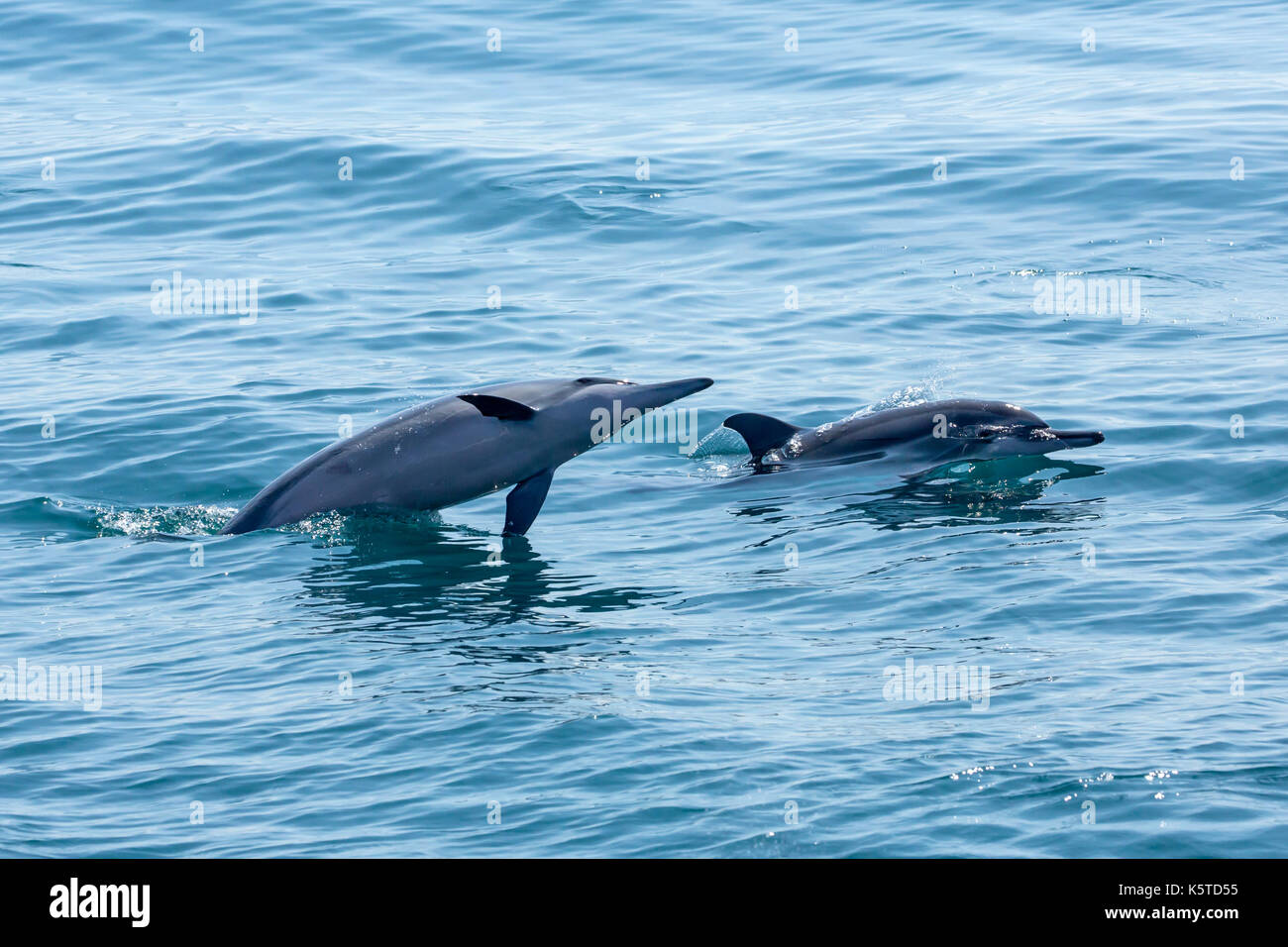 Gray's Spinner Dolphin or Hawaiian Spinner Dolphin (Stenella ...
