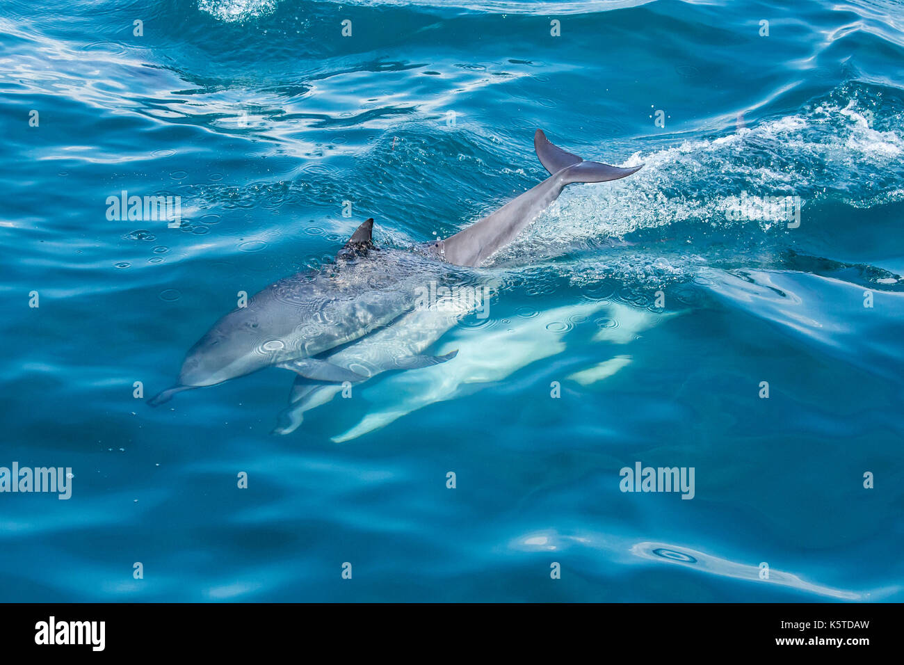 Gray's Spinner Dolphin or Hawaiian Spinner Dolphin (Stenella ...