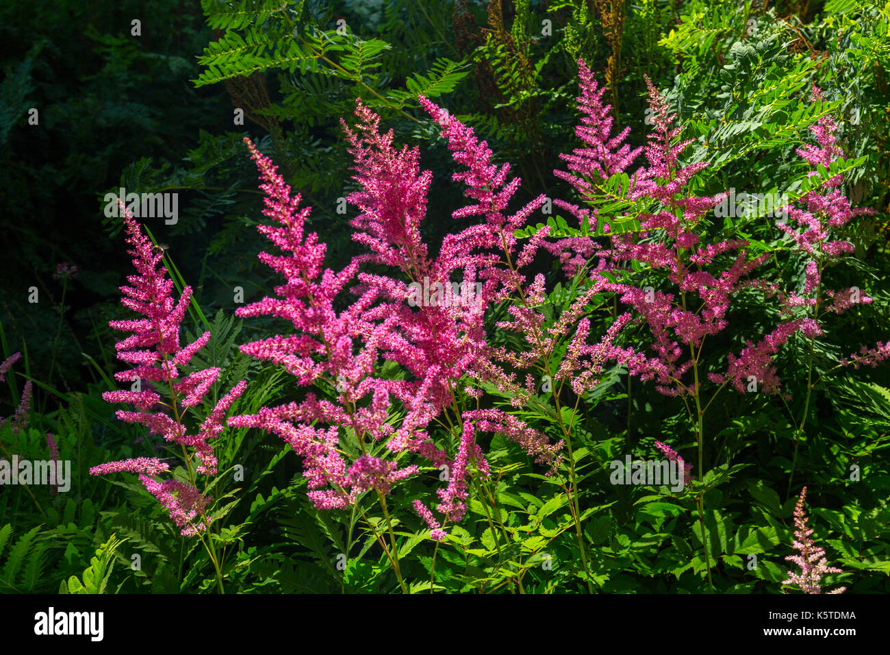 Colourful astilbe varieties in full bloom in the bog garden at Forde ...