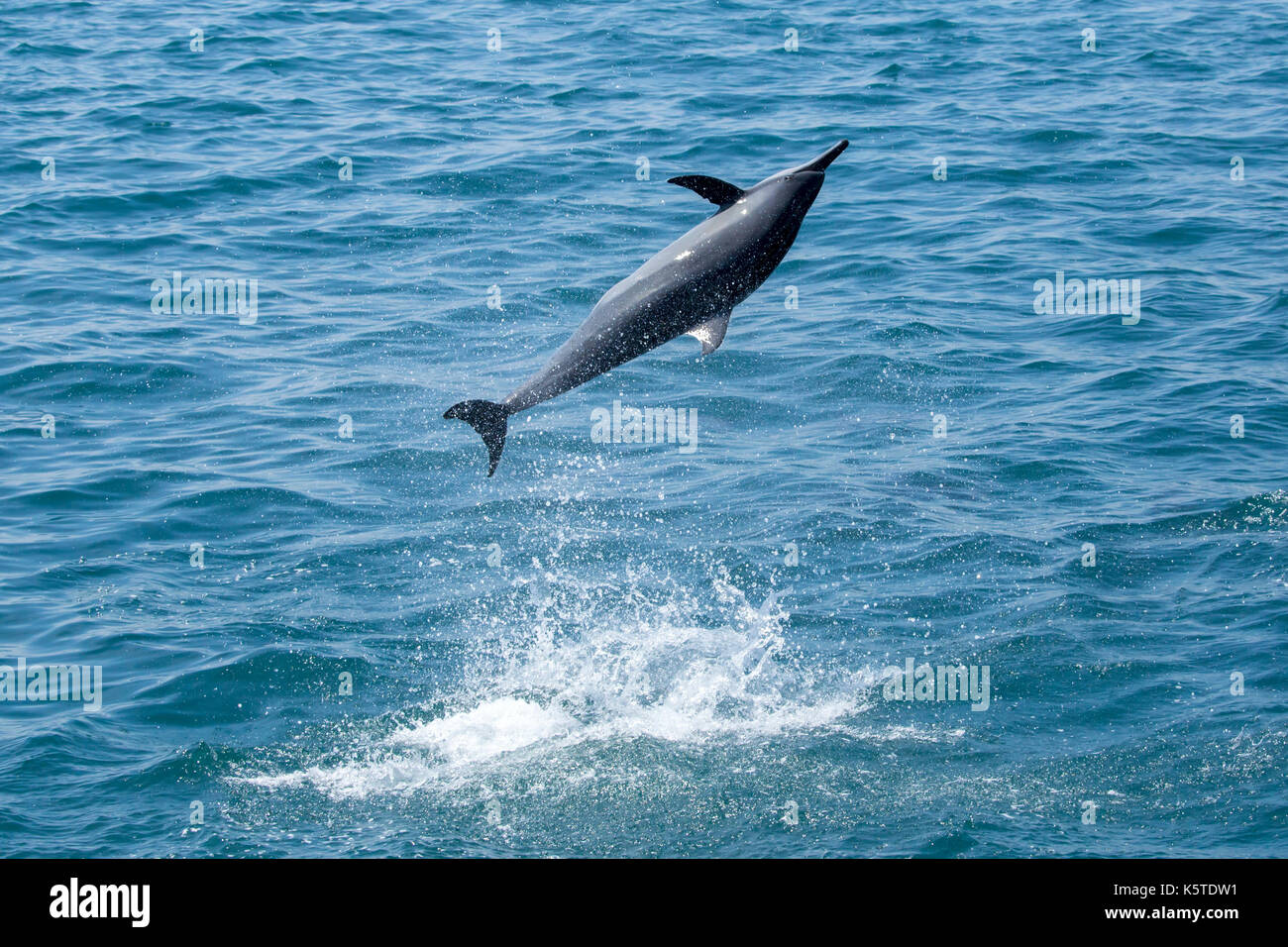 Gray's Spinner Dolphin or Hawaiian Spinner Dolphin (Stenella ...