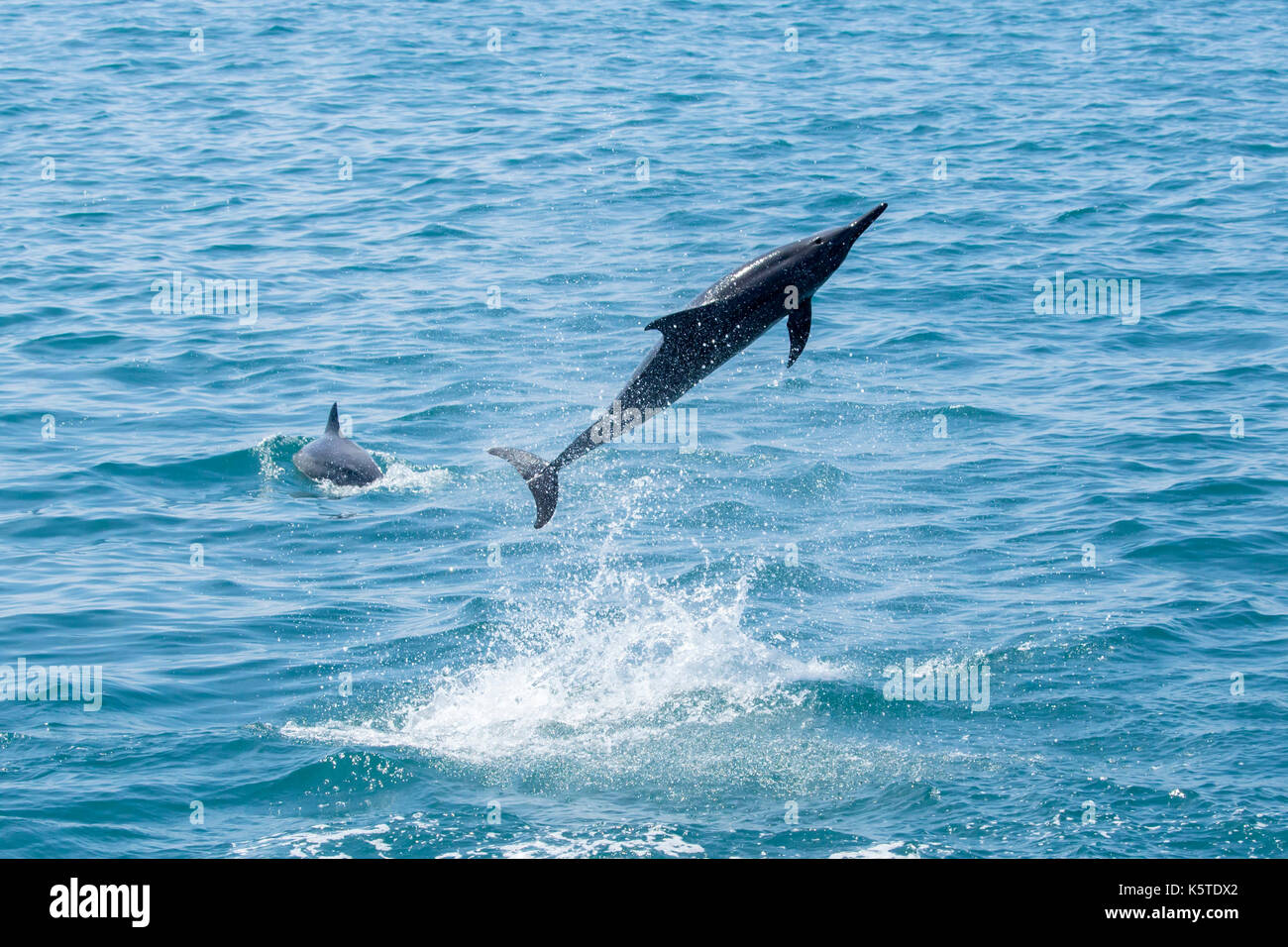 Gray's Spinner Dolphin or Hawaiian Spinner Dolphin (Stenella ...