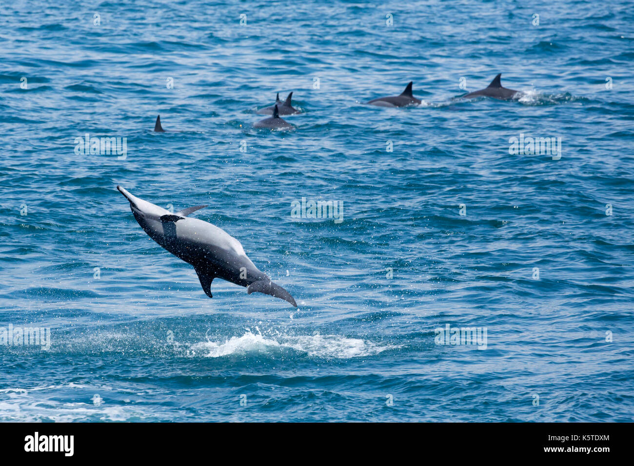 Gray's Spinner Dolphin or Hawaiian Spinner Dolphin (Stenella ...