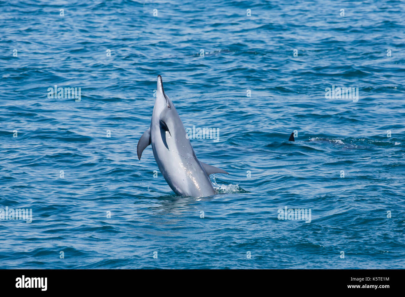 Gray's Spinner Dolphin or Hawaiian Spinner Dolphin (Stenella ...