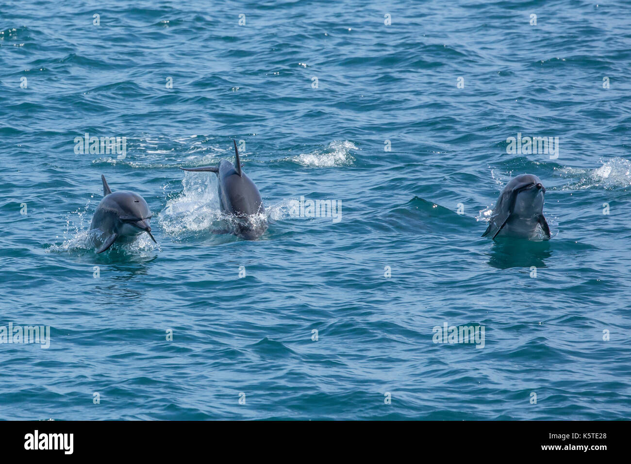 Tri color boat hi-res stock photography and images - Alamy