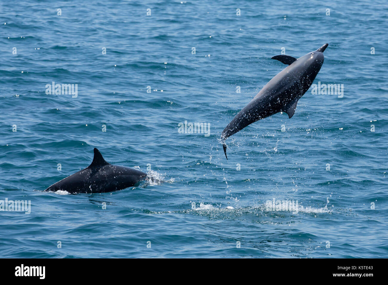 Gray's Spinner Dolphin or Hawaiian Spinner Dolphin (Stenella ...