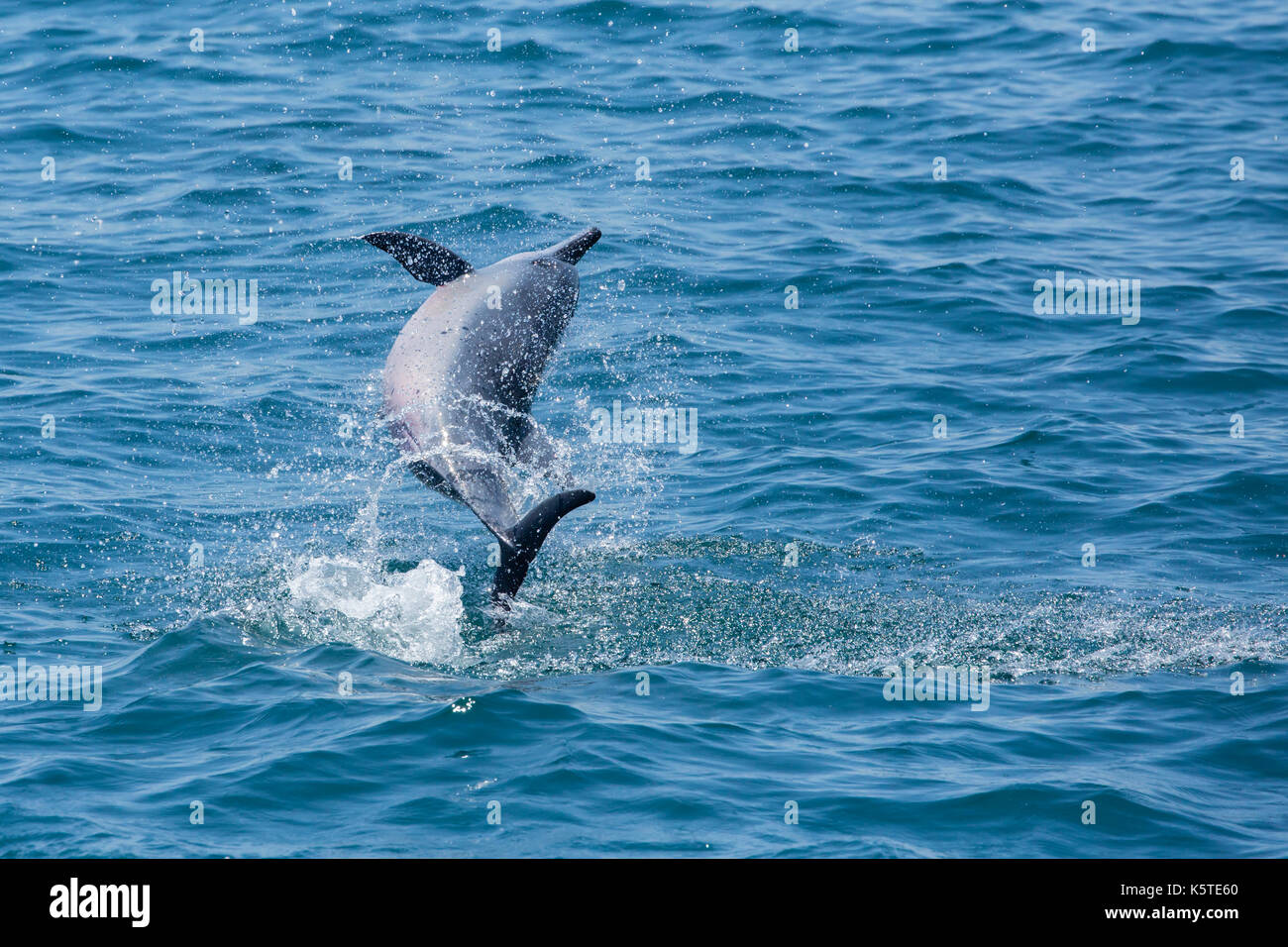 Gray's Spinner Dolphin or Hawaiian Spinner Dolphin (Stenella ...