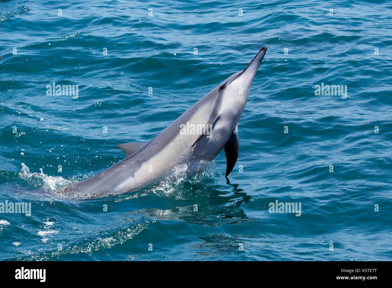 Gray's Spinner Dolphin or Hawaiian Spinner Dolphin (Stenella ...