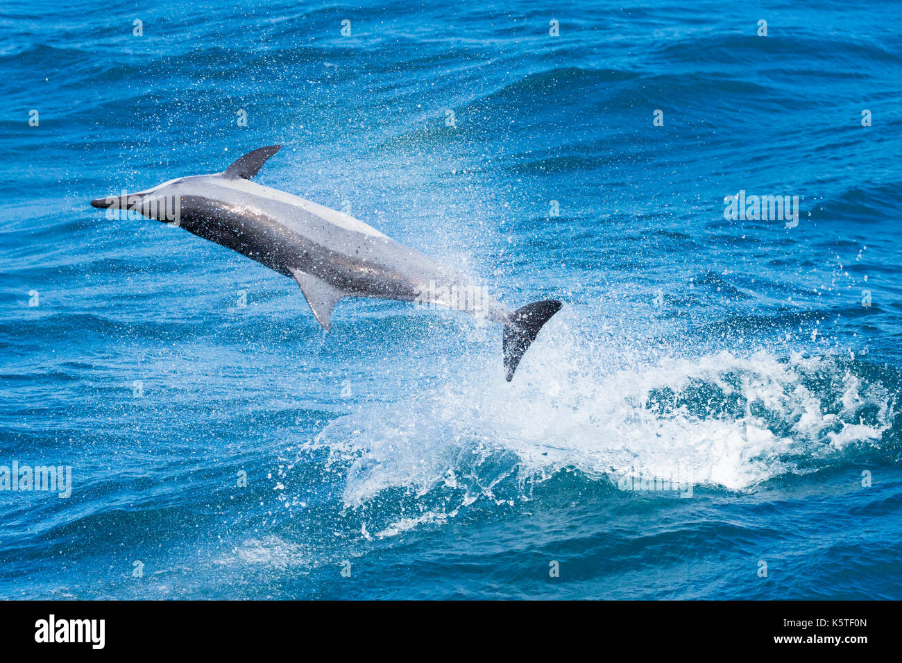 Gray's Spinner Dolphin or Hawaiian Spinner Dolphin (Stenella longirostris) jumping and spinning ...