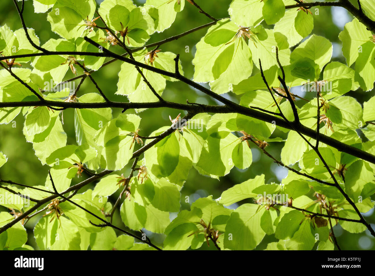 Close up trees branches leaves green hi-res stock photography and images - Alamy