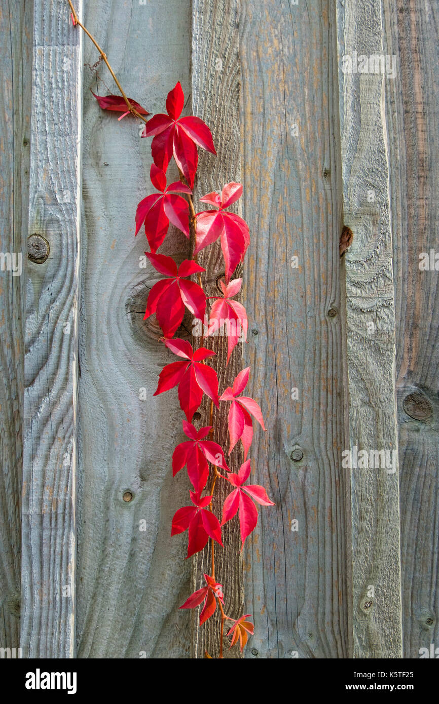 Climbing Ivy plant with red leaves in autumn on a wooden wall. England ...