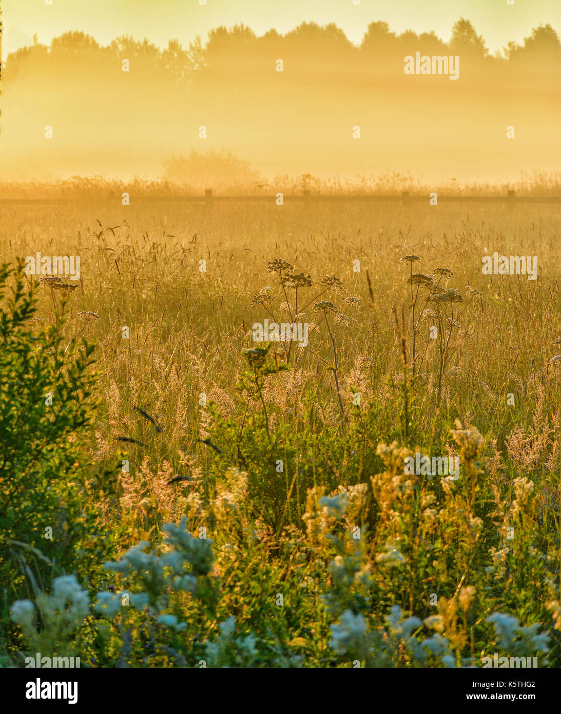 Summer dawn in the countryside Stock Photo - Alamy