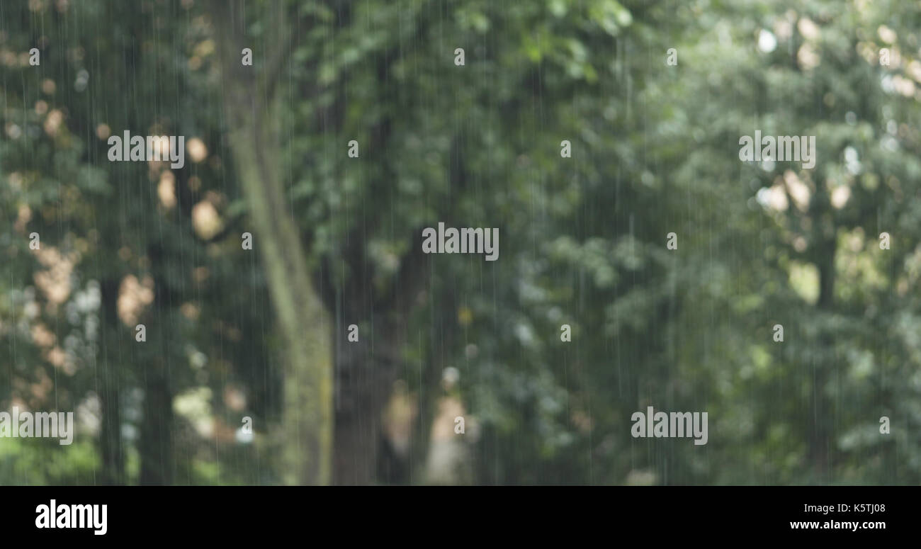 summer rain with blurred trees on background, wide photo Stock Photo ...