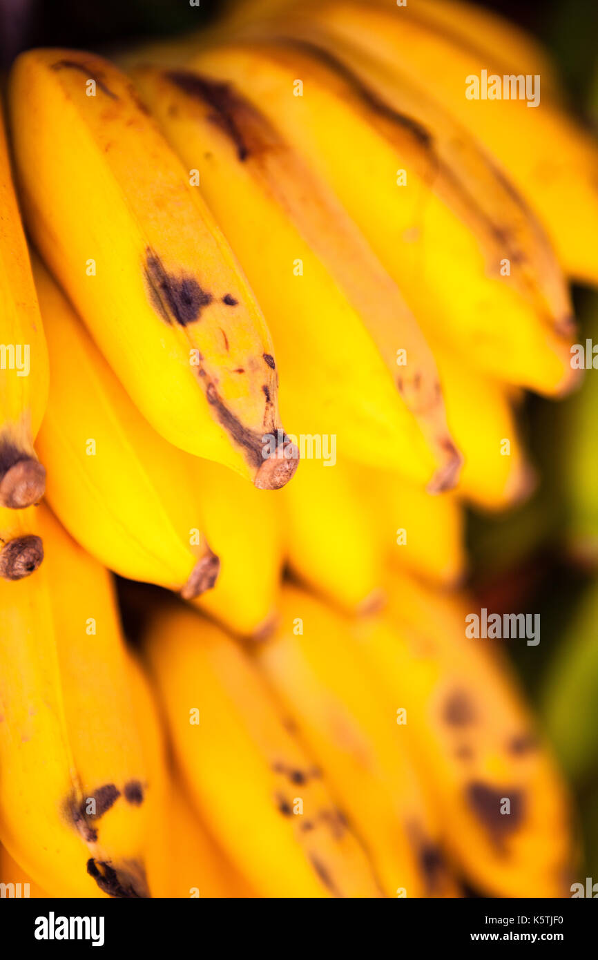 Saba banana hi-res stock photography and images - Alamy
