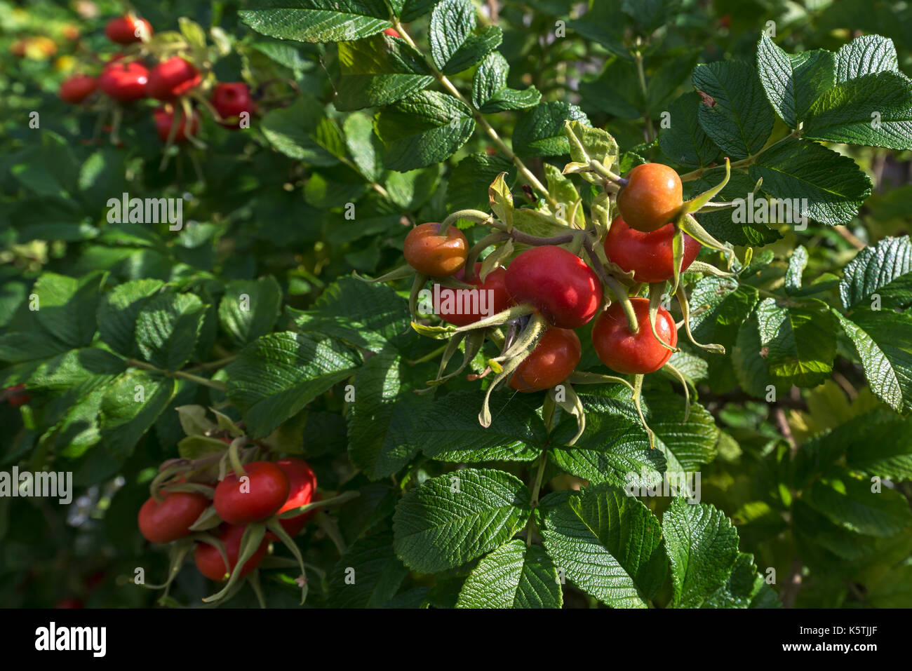 Rugosa rose hi-res stock photography and images - Alamy