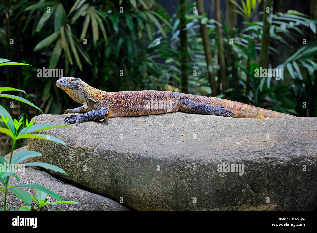 Komodo dragon (Varanus komodoensis), adult, lying on rocks, captive ...
