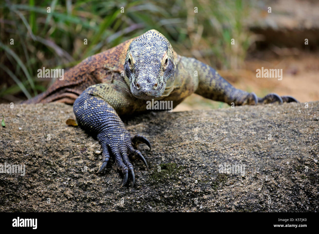 Komodo dragon (Varanus komodoensis), adult, lying on rocks, captive ...