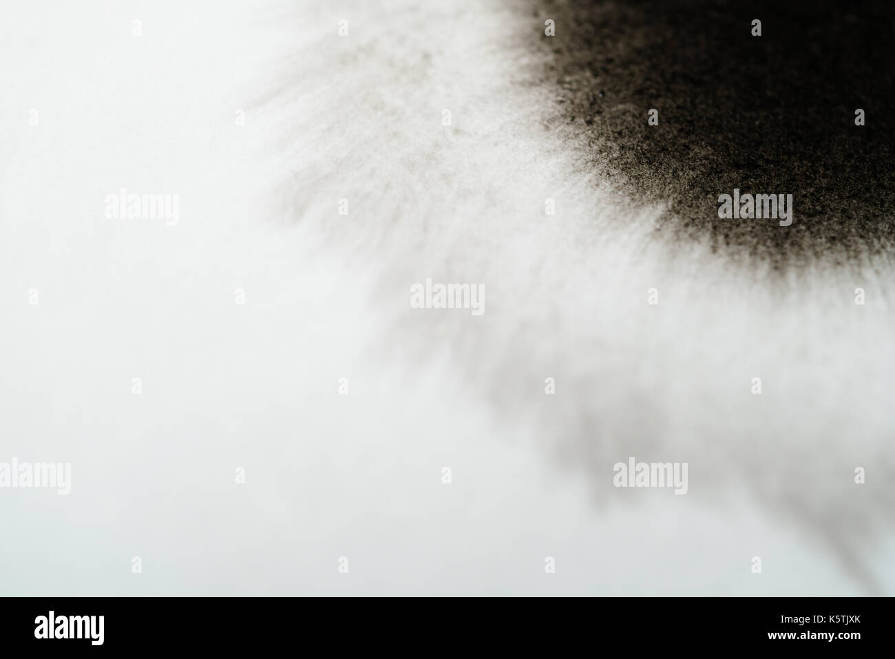 Spreading to absorb water hi-res stock photography and images - Alamy