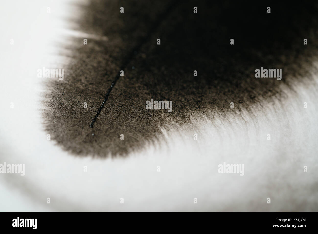 closeup black ink corner spreading on wet paper angle view, shallow ...