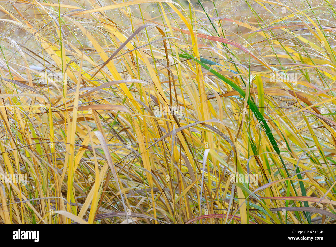 Switchgrass hi-res stock photography and images - Alamy