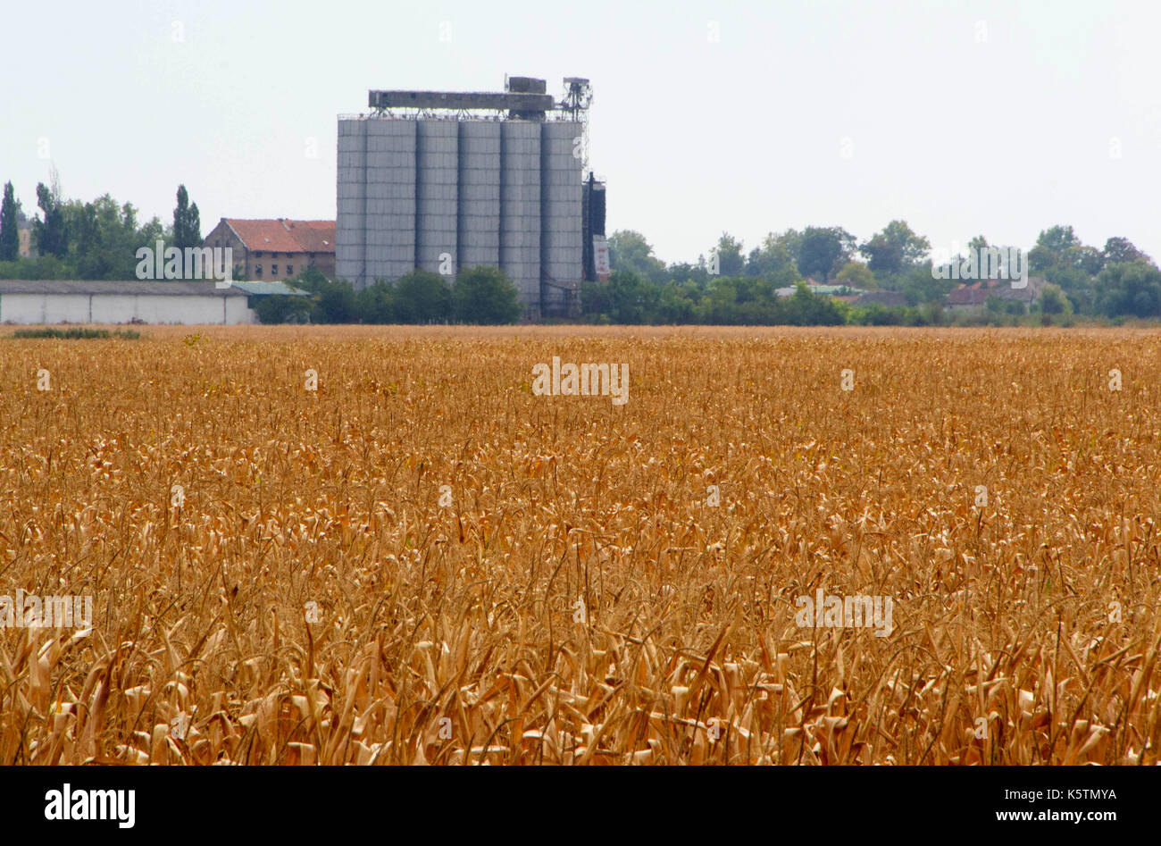 Grain silo next to the Cornfield. Storage tanks cultivated agricultural ...
