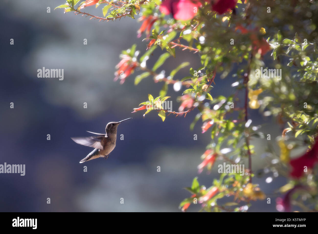 Translucent wing hi-res stock photography and images - Alamy