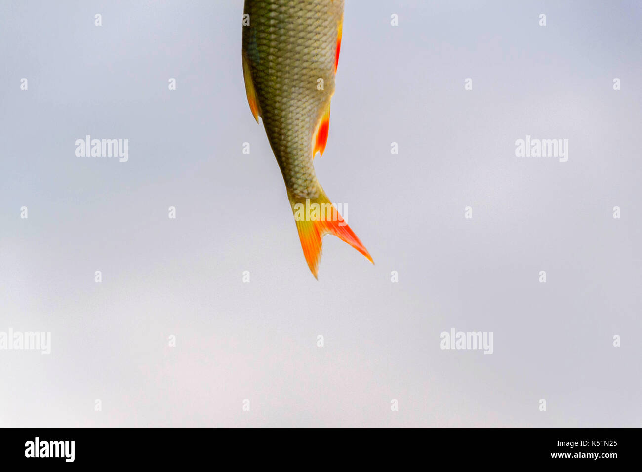 A close up of tail freshwater fish just taken from the water. Common ...