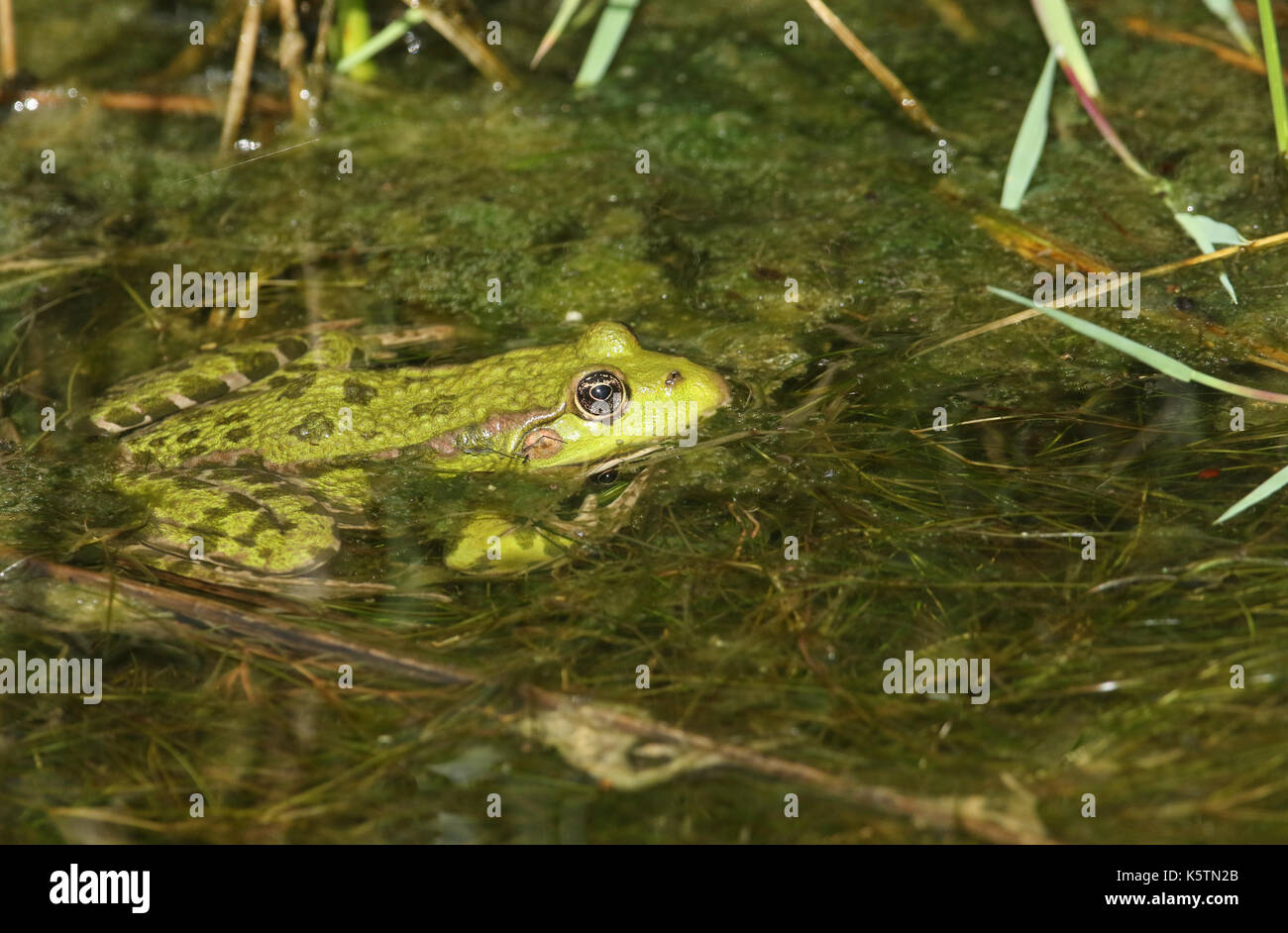 A Marsh Frog (Pelophylax (formerly Rana) ridibunda) sitting in a stream ...
