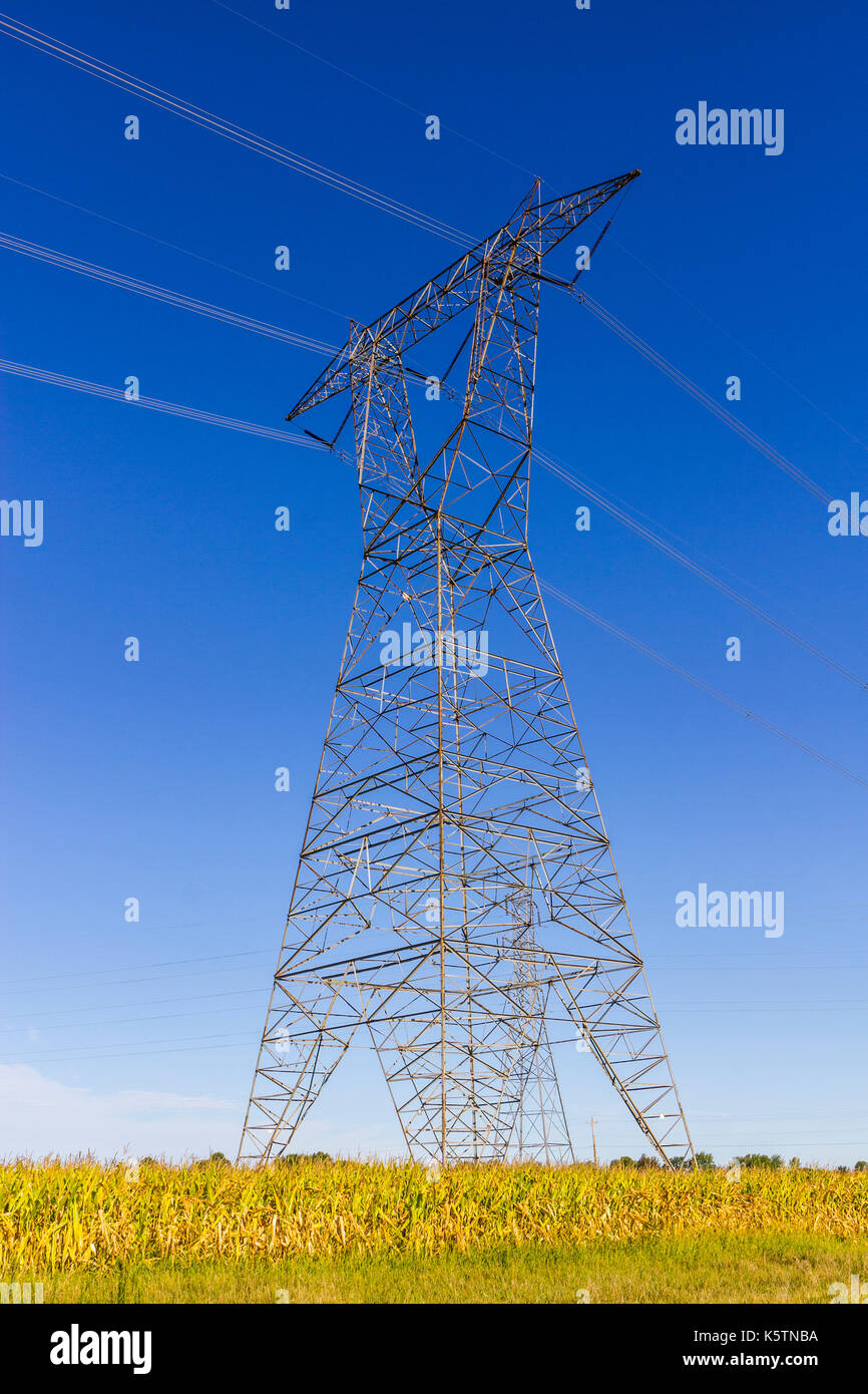 High-voltage power lines and pylon against blue sky and corn field I ...