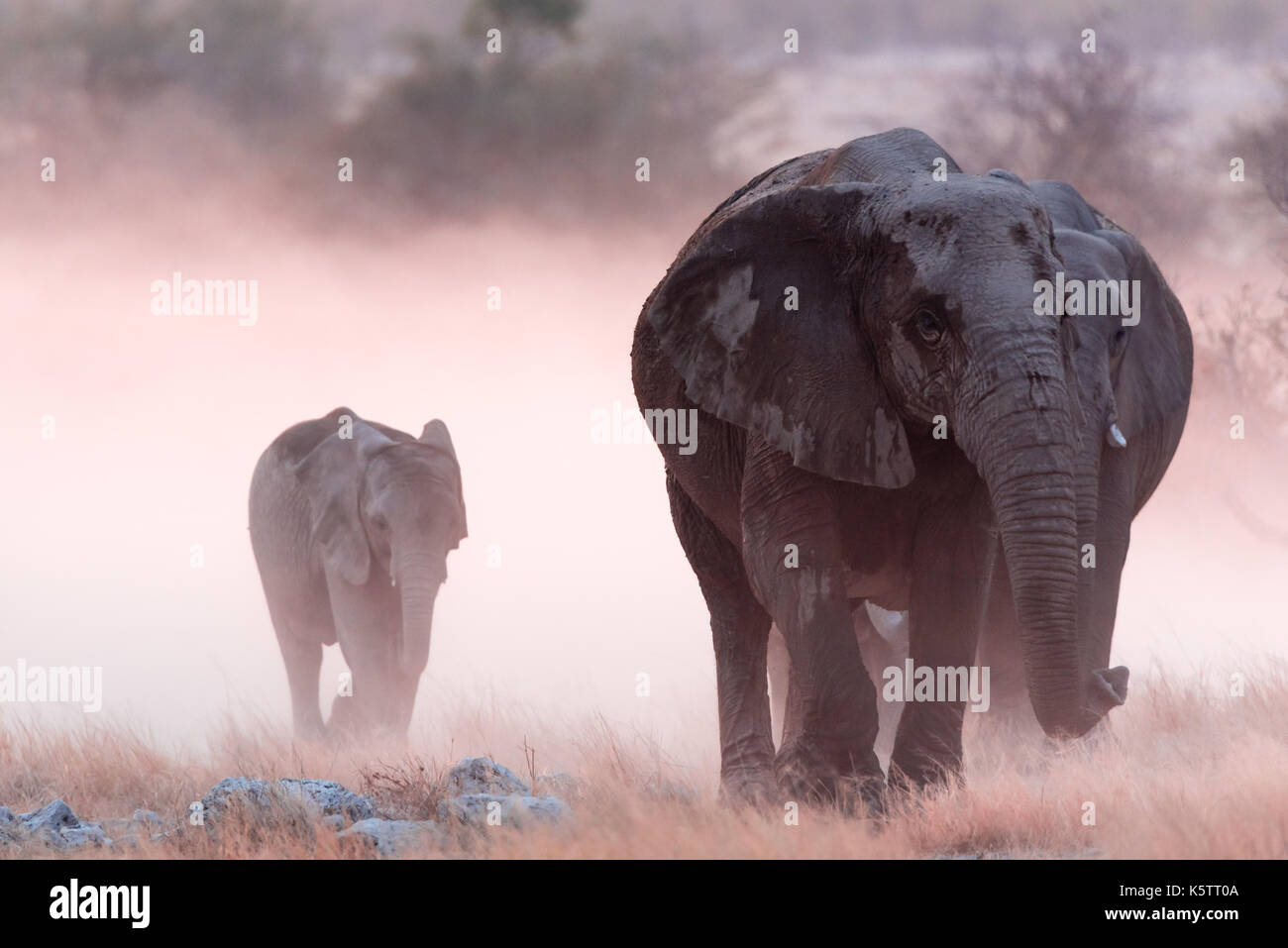 Zimbabwe elephants hi-res stock photography and images - Alamy