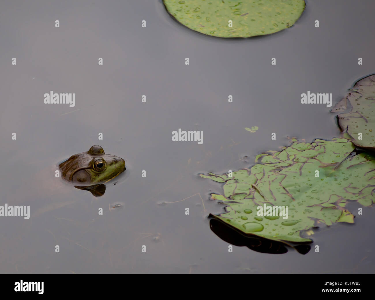 A bullfrog in a pond near lily pads with only it's head showing above ...