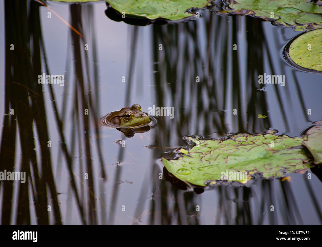 American bullfrog on water lily hi-res stock photography and images - Alamy