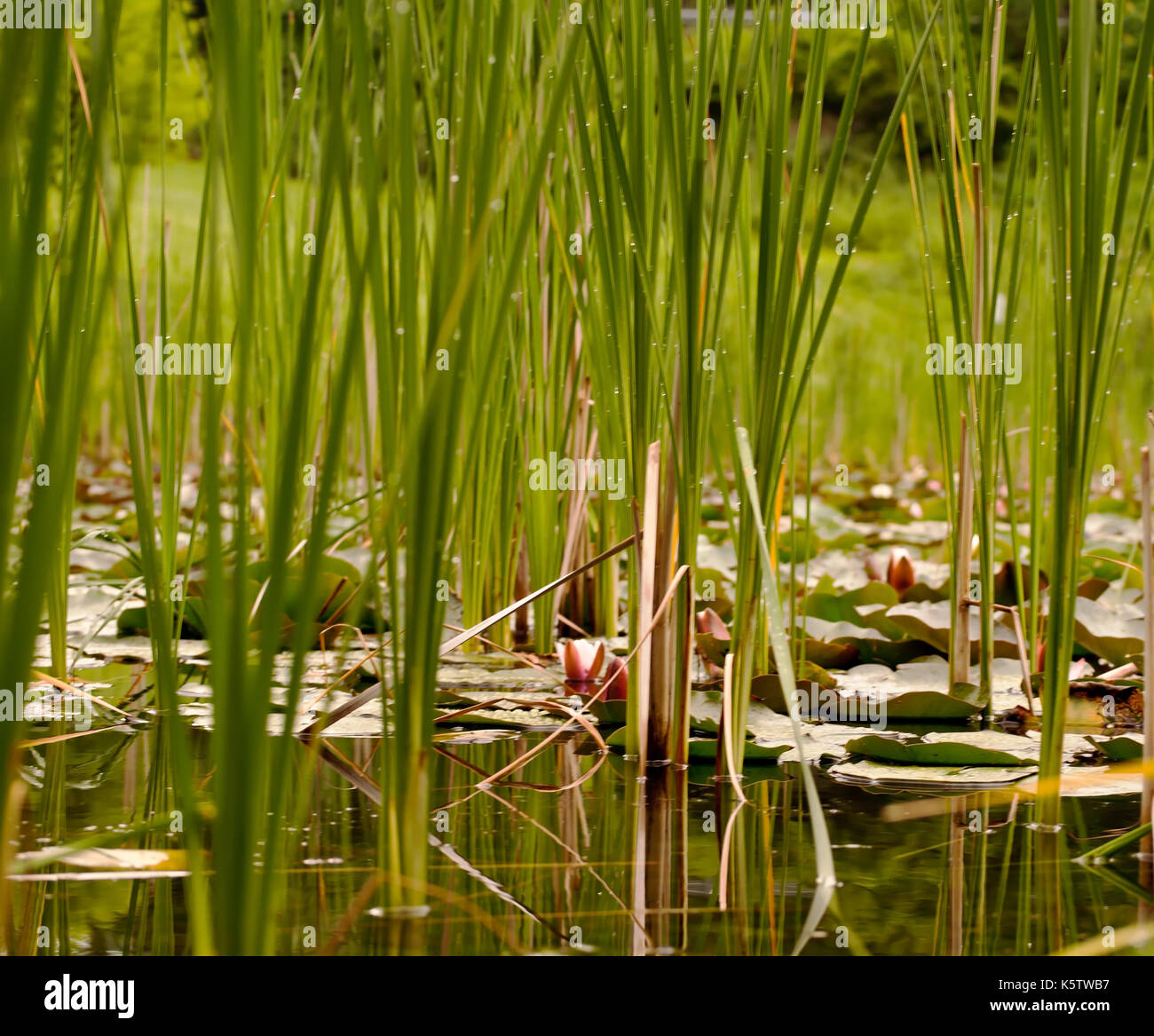 Reeds field hi-res stock photography and images - Alamy