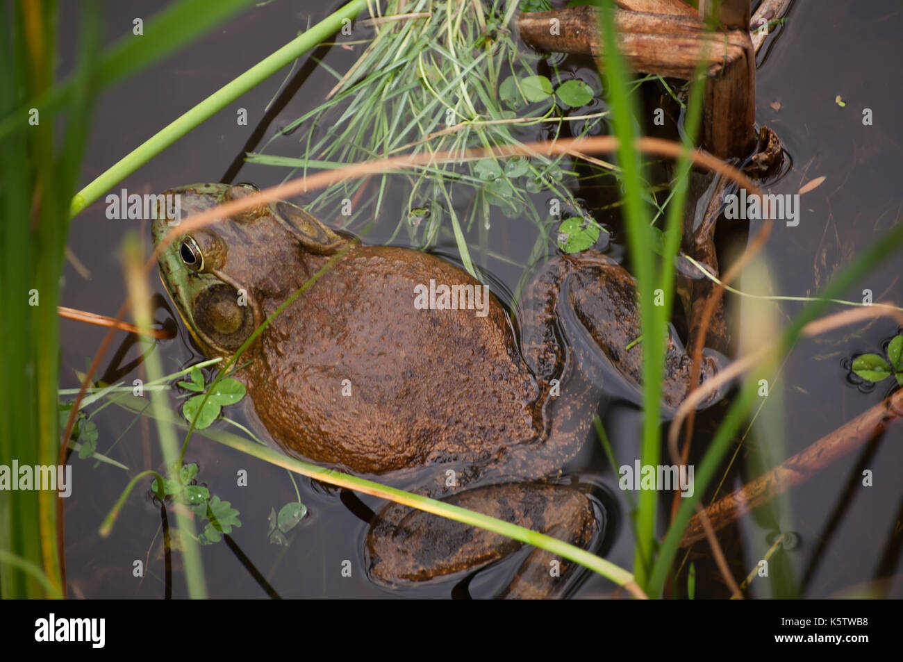 A fat bull frog laying in a pond Stock Photo - Alamy