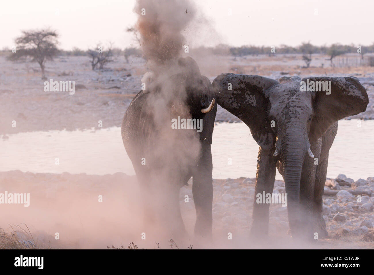 Elephant blowing dust hi-res stock photography and images - Alamy
