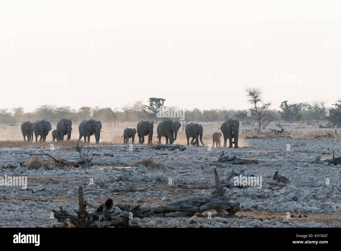 Zimbabwe elephants hi-res stock photography and images - Alamy