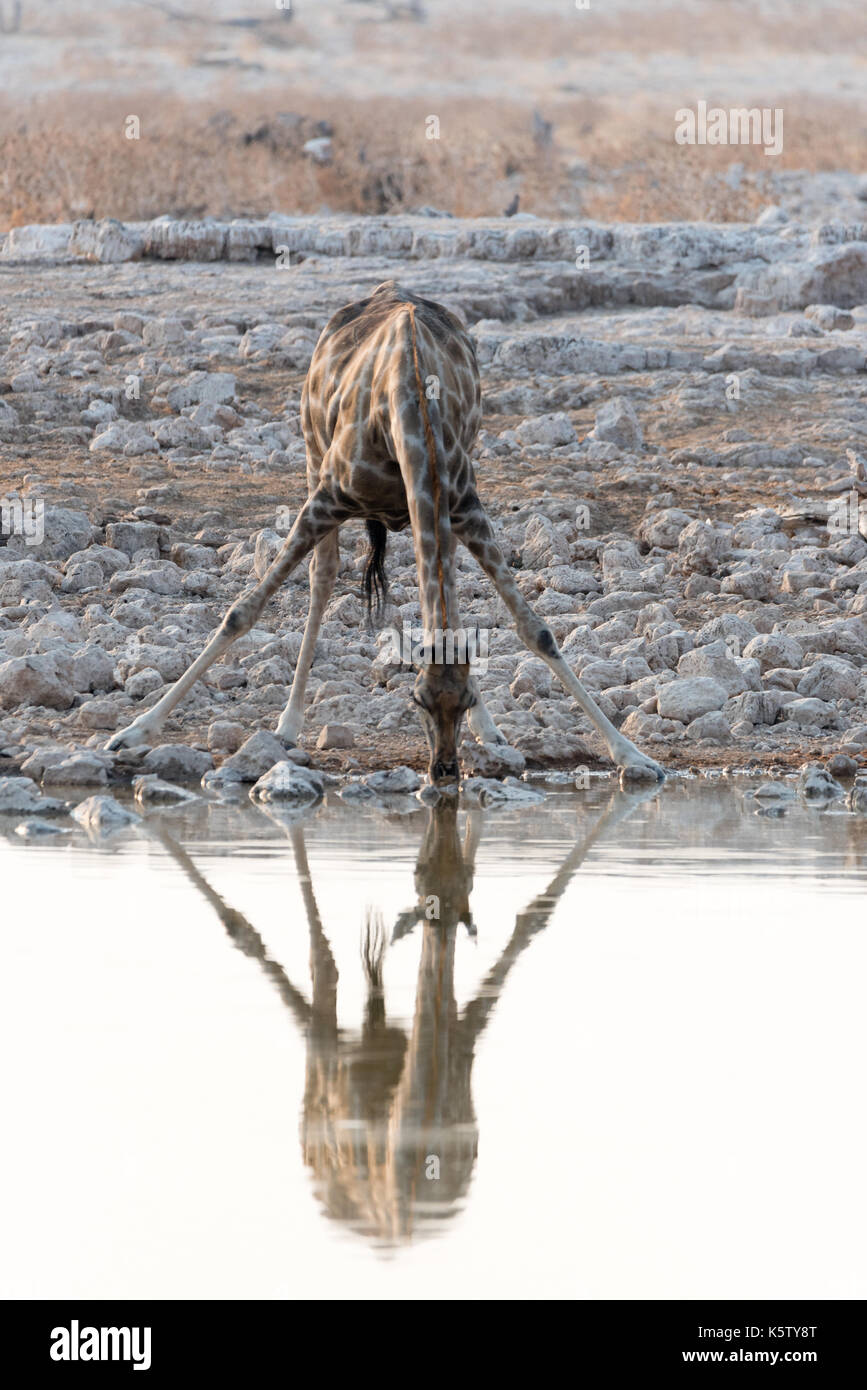 Giraffe drinking water hi-res stock photography and images - Alamy